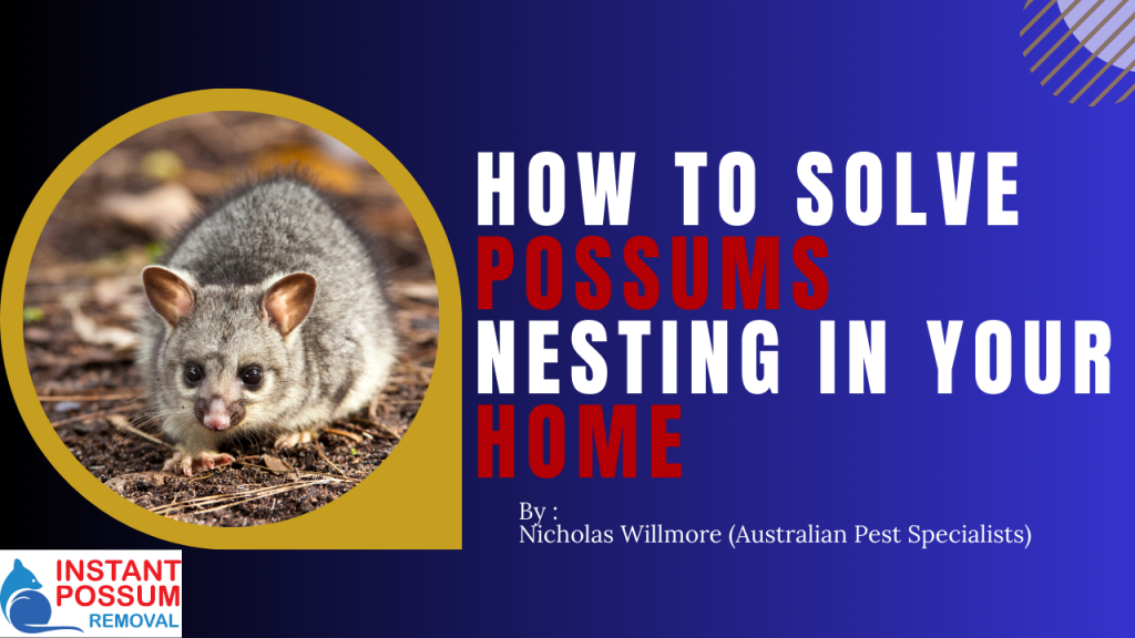 Types Of Common Possum Species Found In Australia
