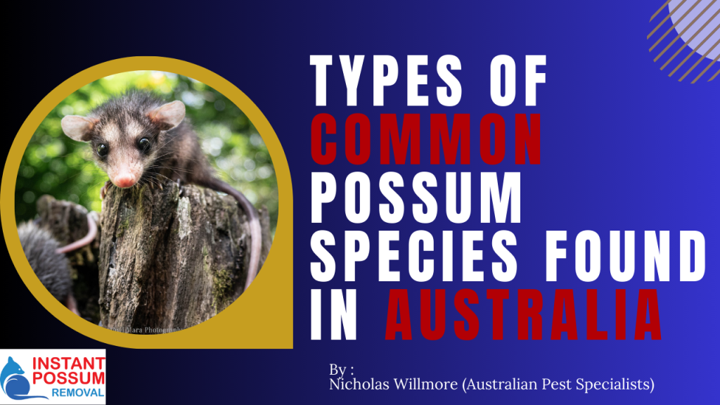Types Of Common Possum Species Found In Australia